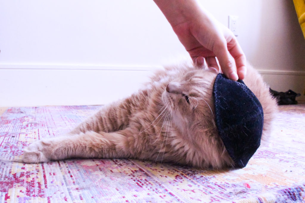 I Threw My Cat a Cat Mitzvah - Hey Alma