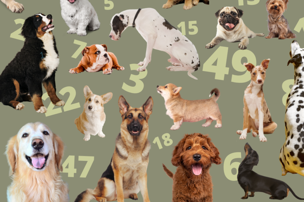 This Rabbi Is Practicing an Ancient Jewish Ritual — With Dogs - Hey Alma