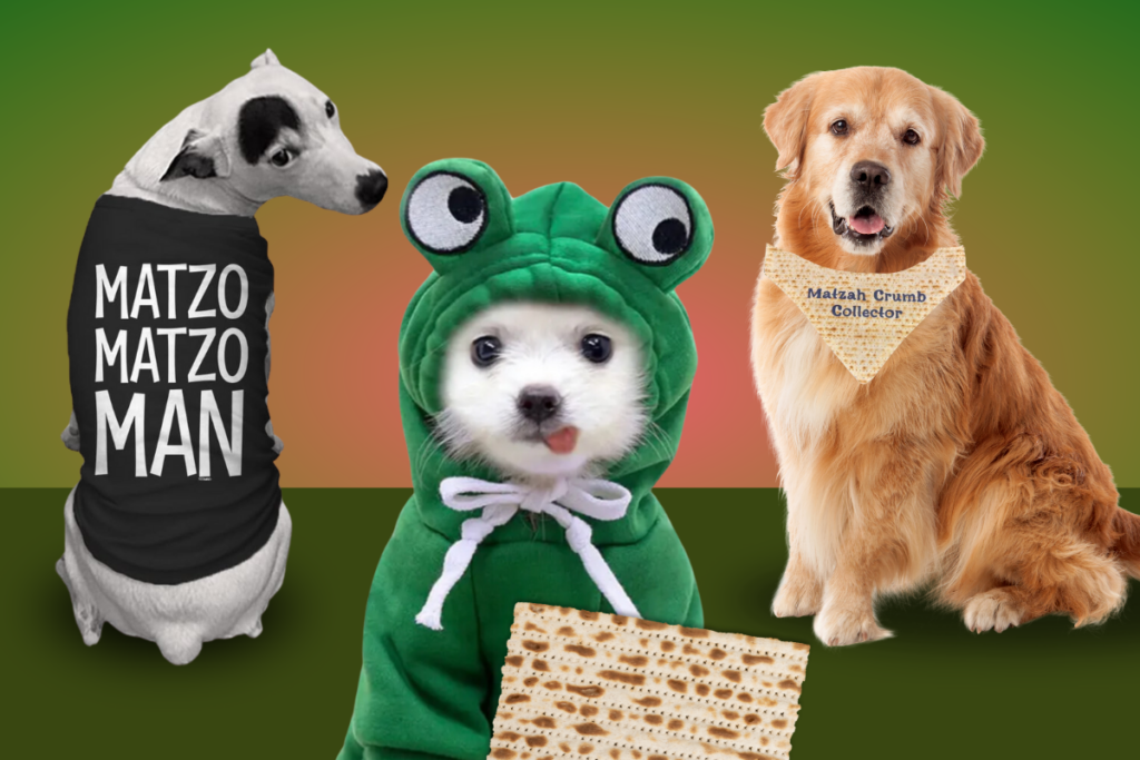 What Should Your Dog Wear to the Passover Seder? - Hey Alma